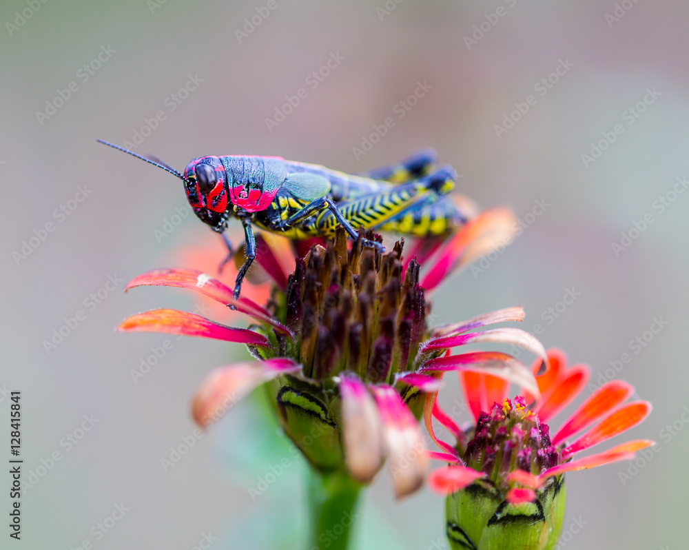 The bicolor grasshopper, also known as the rainbow grasshopper, painted ...