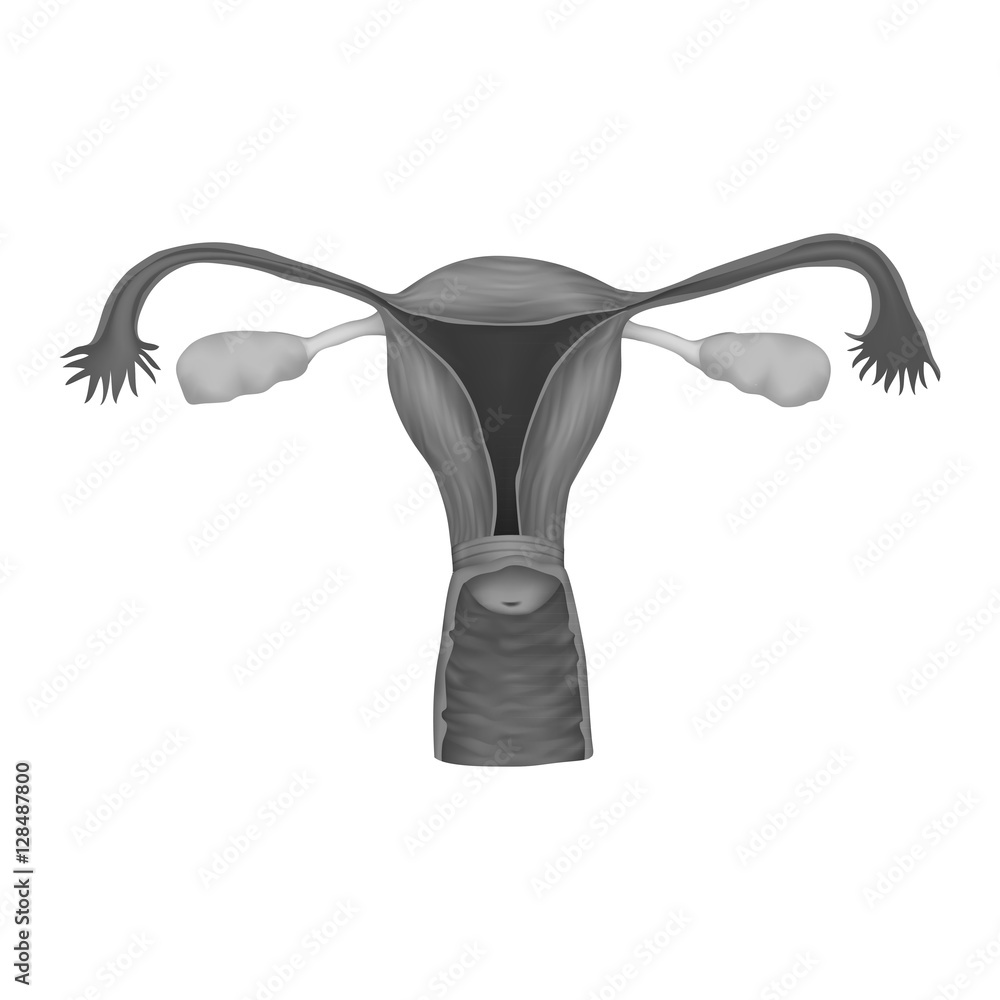 Human realistic uterus. Anatomy illustration. Gray image, white ...