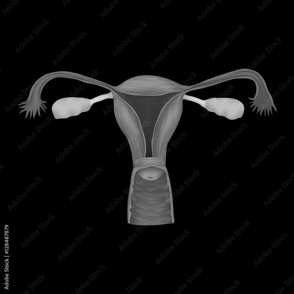 Human realistic uterus. Anatomy illustration. Gray image, black ...