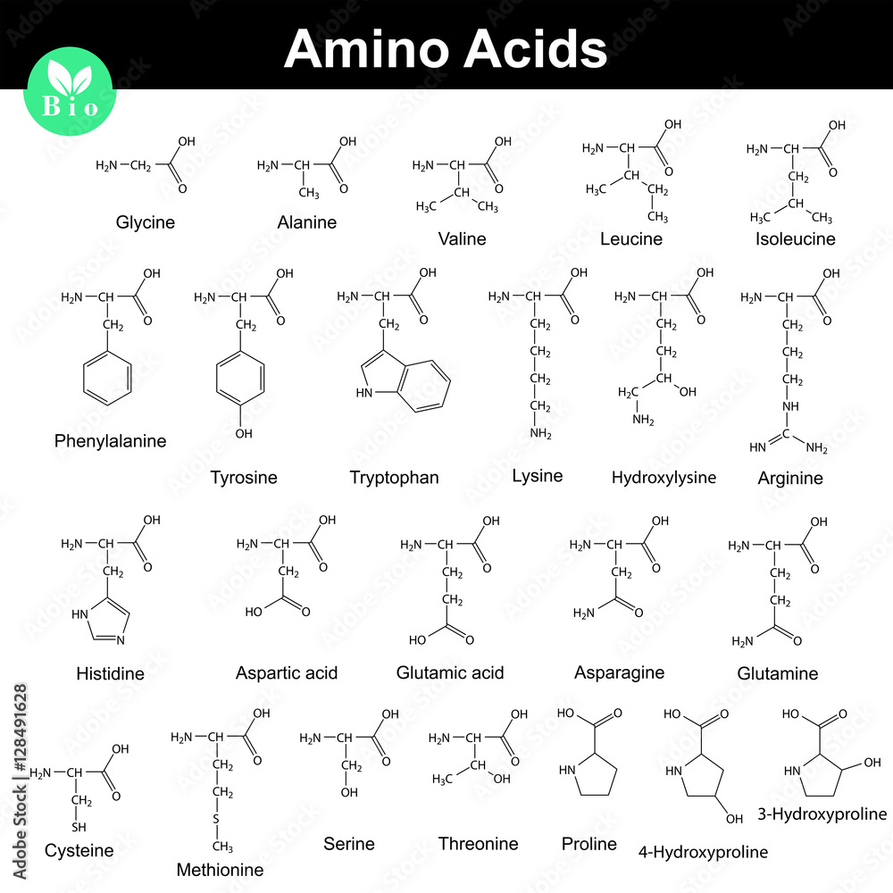 Biogenic amino acids formulas Stock Vector | Adobe Stock