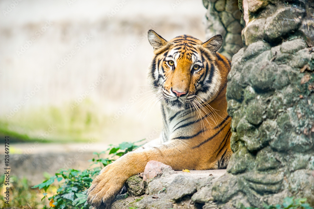 tiger lay on the stone Stock Photo | Adobe Stock