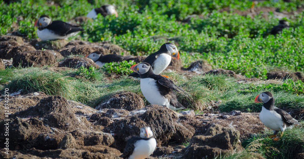 Atlantic puffin (Fratercula arctica) going about their business, making ...