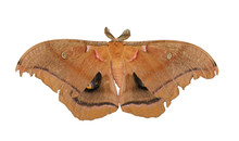 Polyphemus Moth Side View Free Stock Photo - Public Domain Pictures