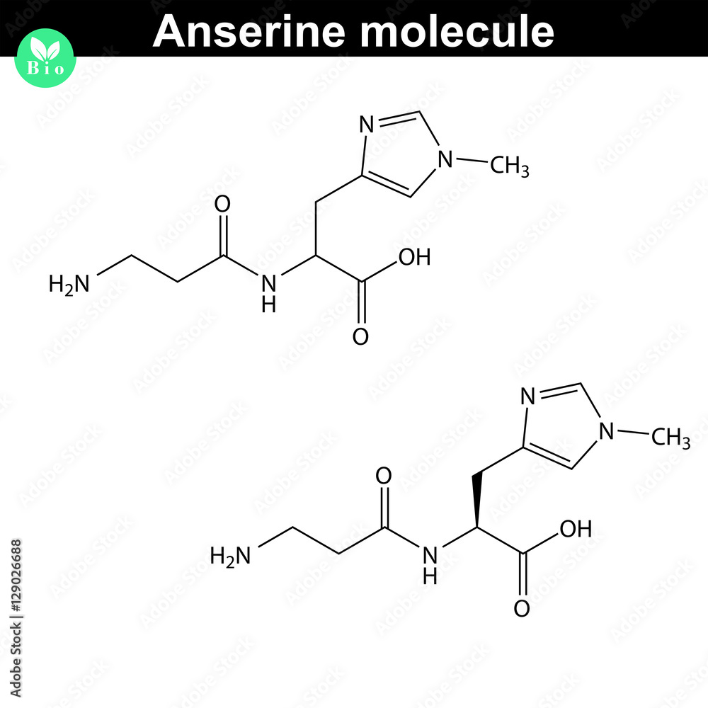 Anserine peptide molecule Stock Vector | Adobe Stock