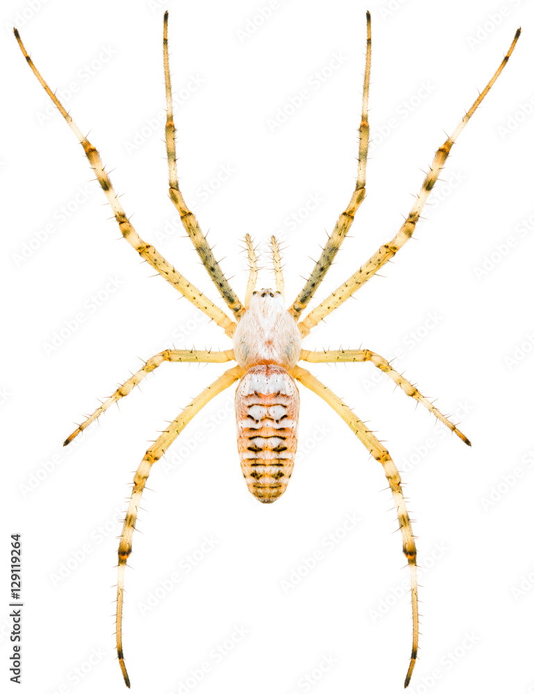 Argiope bruennichi spider or wasp spider is a species of orb-web spider ...