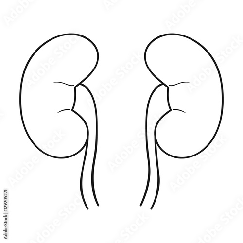 Human kidneys icon in outline style isolated on white background. Human ...