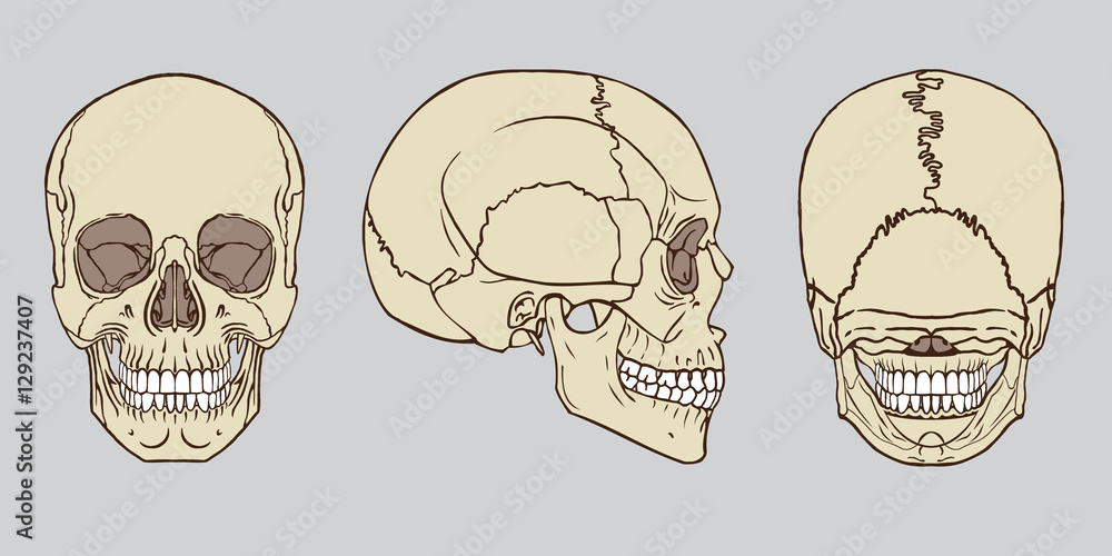 Human Skull Anatomy Vector Stock Vector | Adobe Stock