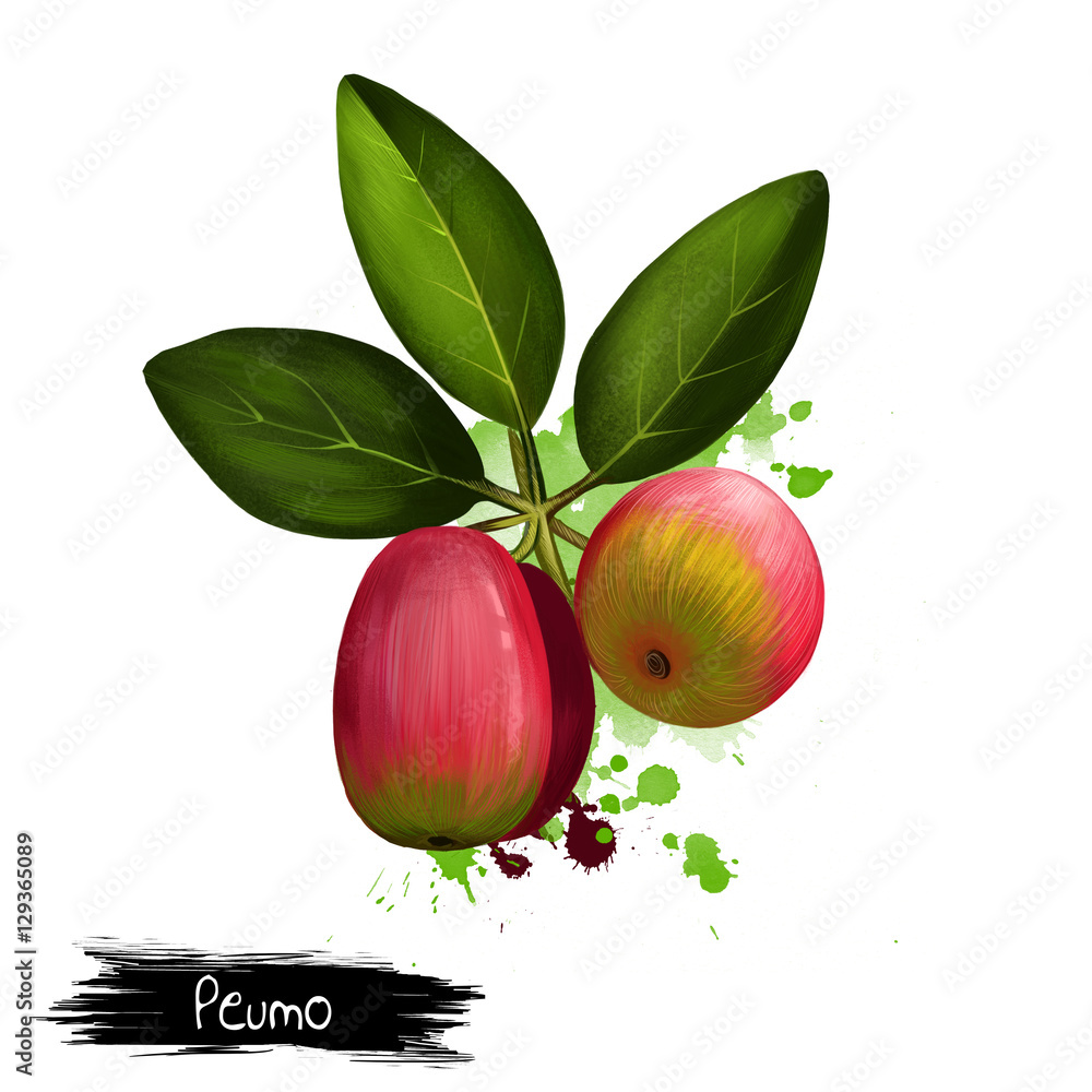 Peumo fruit, leaf isolated on white. Cryptocarya alba or Chilean acorn ...