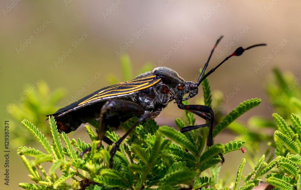Foto de Stock Deadly kissing bug Mexico. Blood sucker, infection is ...