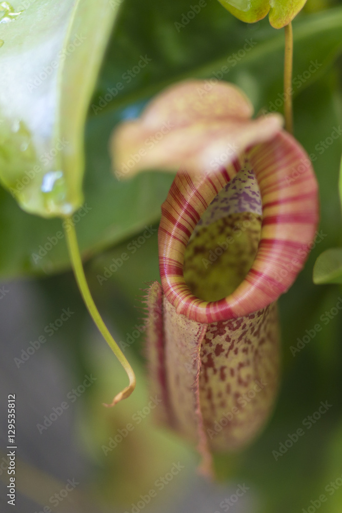 nepenthes plant, the nepenthes tropical plant, nepenthes dangerous ...