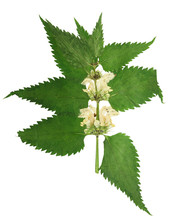 Nettle Flower Free Stock Photo - Public Domain Pictures