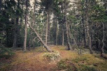 Ominous Trees Free Stock Photo - Public Domain Pictures