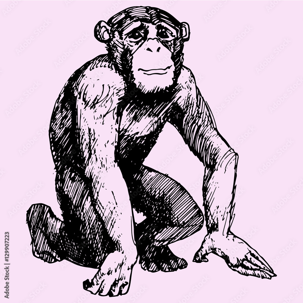 monkey, Sitting chimpanzee looks, doodle style sketch illustration hand ...