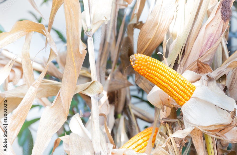 Corn crops on dried corn trees is prompt to harvest Stock Photo | Adobe ...