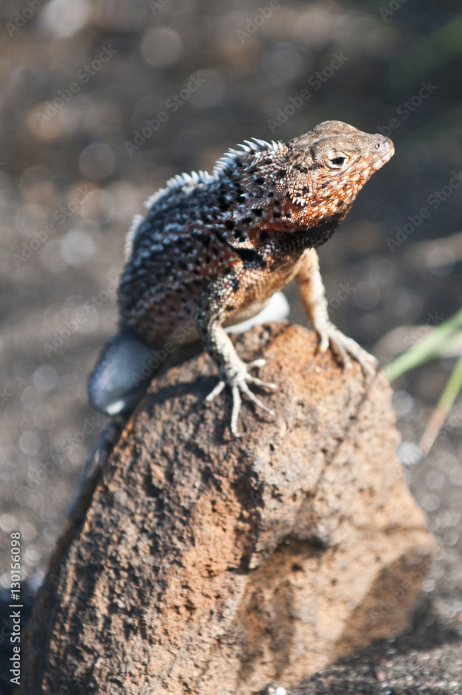 Lava lizard (Microlophus albemarlensis), Port Egas (James Bay), Isla ...