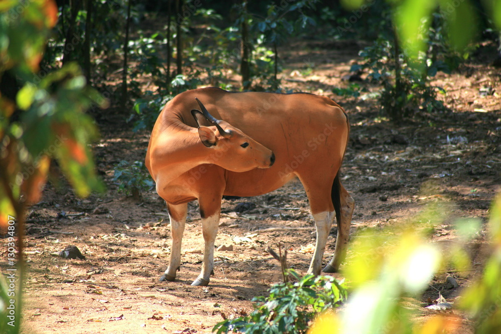 Banteng cow / Bos javanicus Stock Photo | Adobe Stock