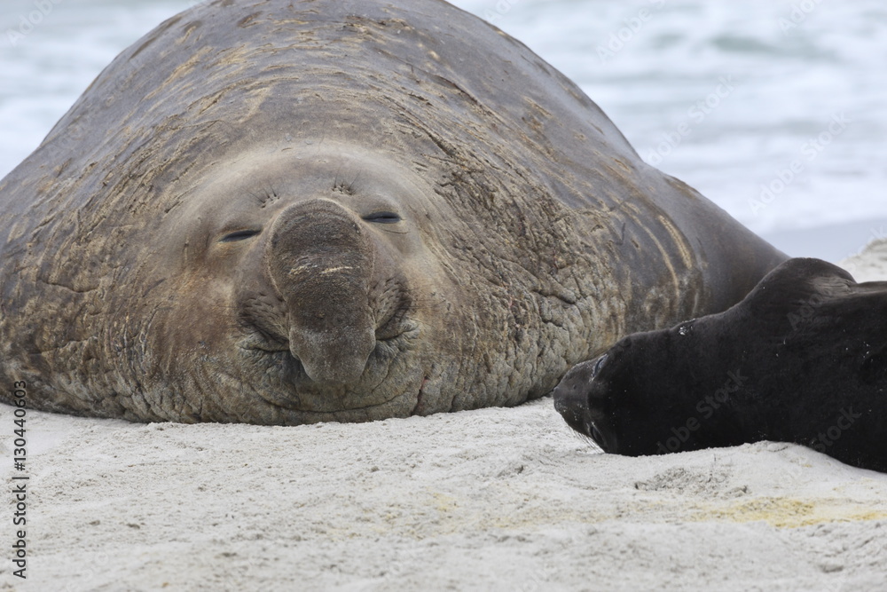 Little and Large, new born southern elephant seal (Mirounga leonina ...