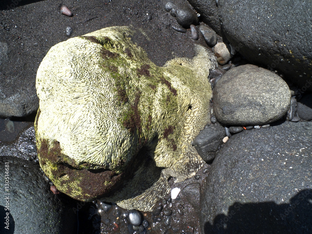 The waterworn fossilate coral and black lava stones on the beach on the ...