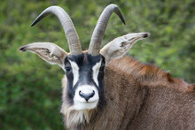 Roan Antelope Free Stock Photo - Public Domain Pictures