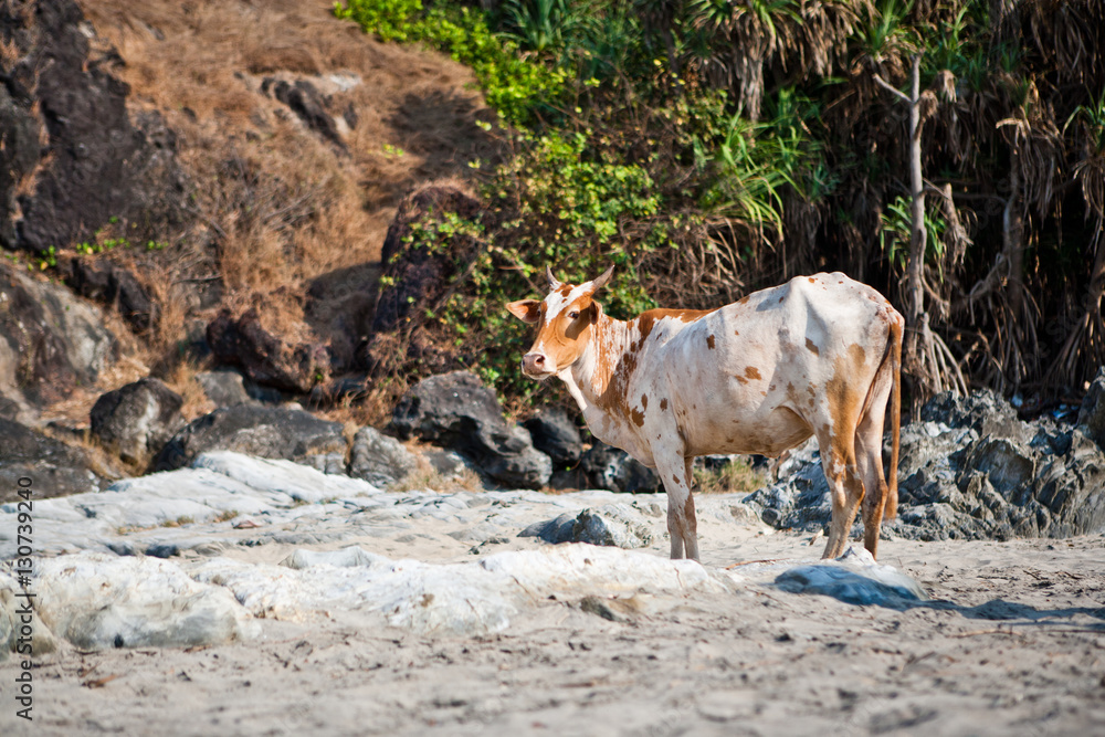 Корова на пляже в Индии, Гоа / Cow on the beach in India, Goa Stock ...