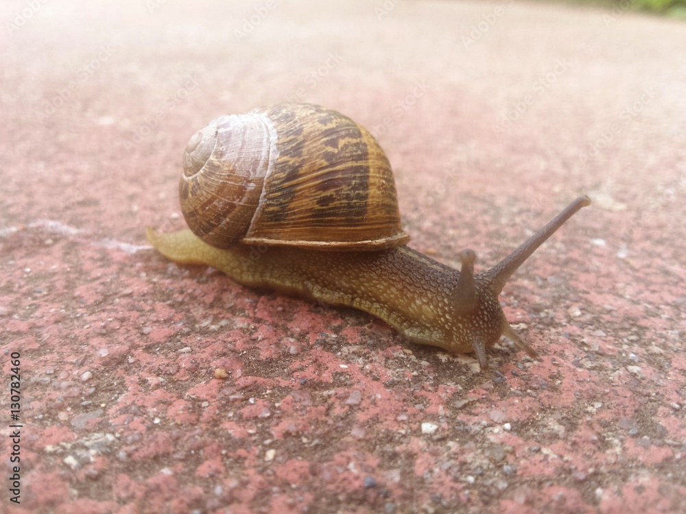 animales invertebrados Stock Photo | Adobe Stock