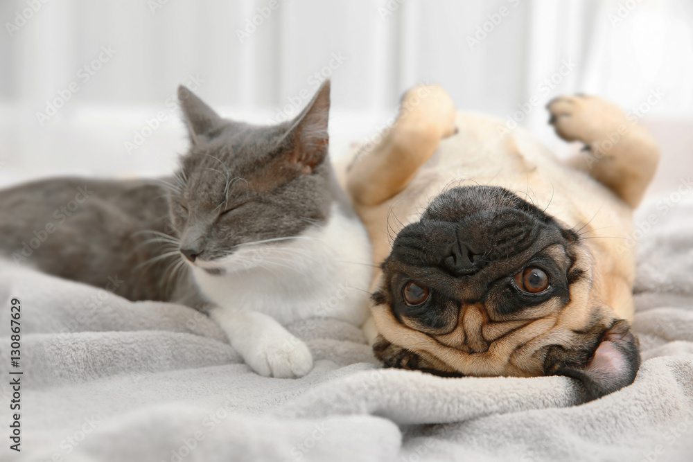 Adorable pug and cute cat lying together on plaid の Stock フォト | Adobe Stock