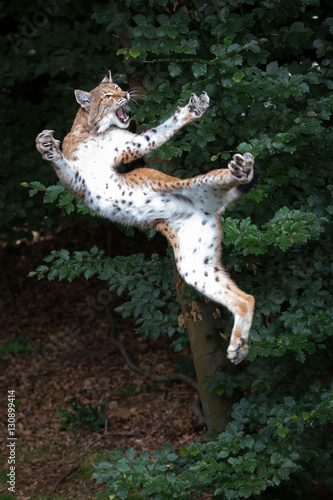 jumping lynx Stock Photo | Adobe Stock