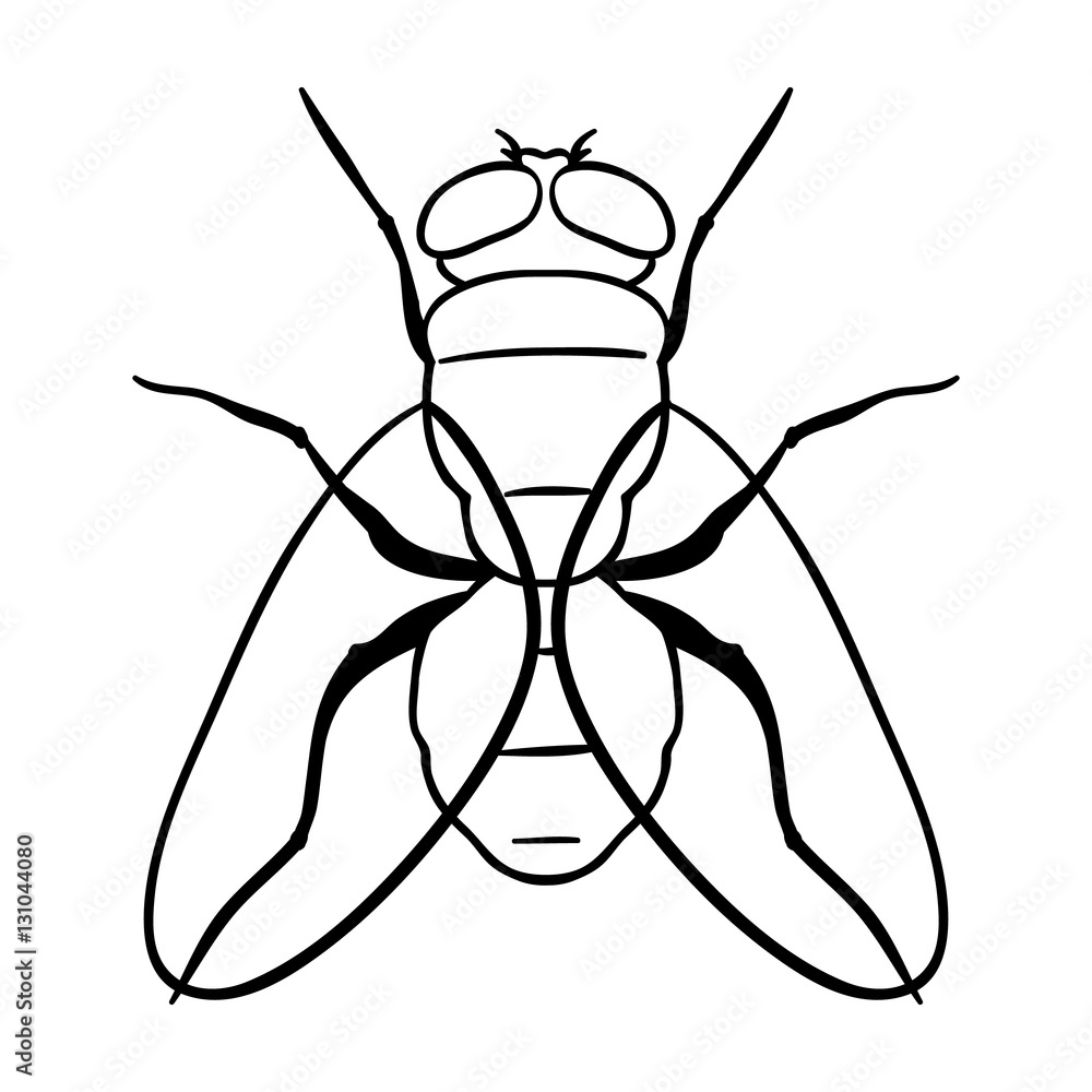 Fly icon in outline style isolated on white background. Insects symbol ...