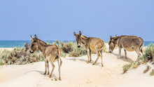 Donkeys Free Stock Photo - Public Domain Pictures