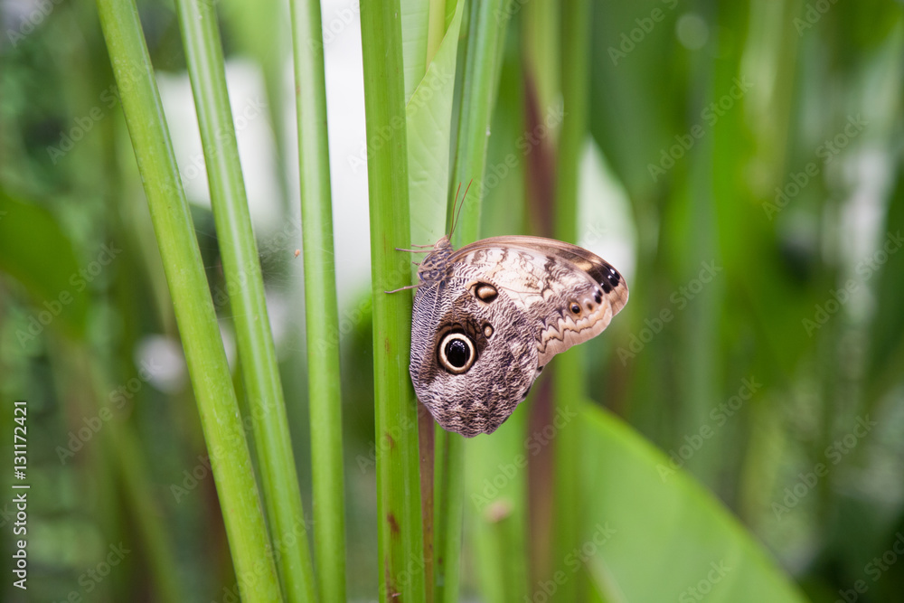 beautiful tropical brown with black circles iridescent butterfly named ...