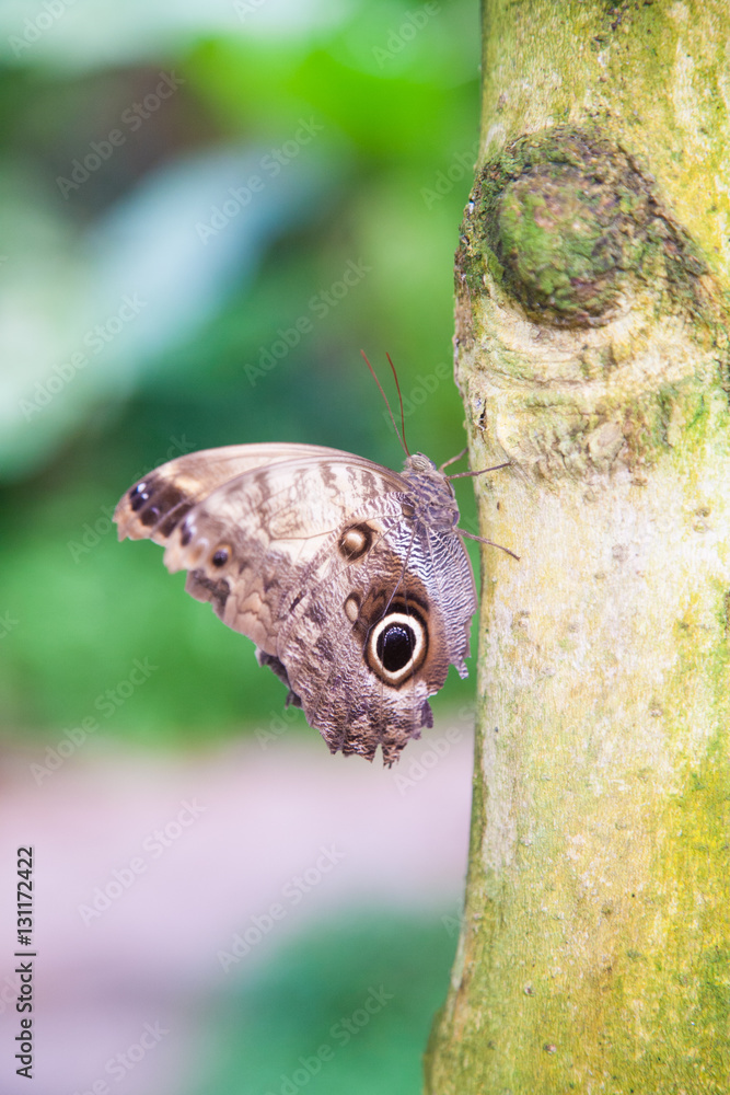 beautiful tropical brown with black circles iridescent butterfly named ...