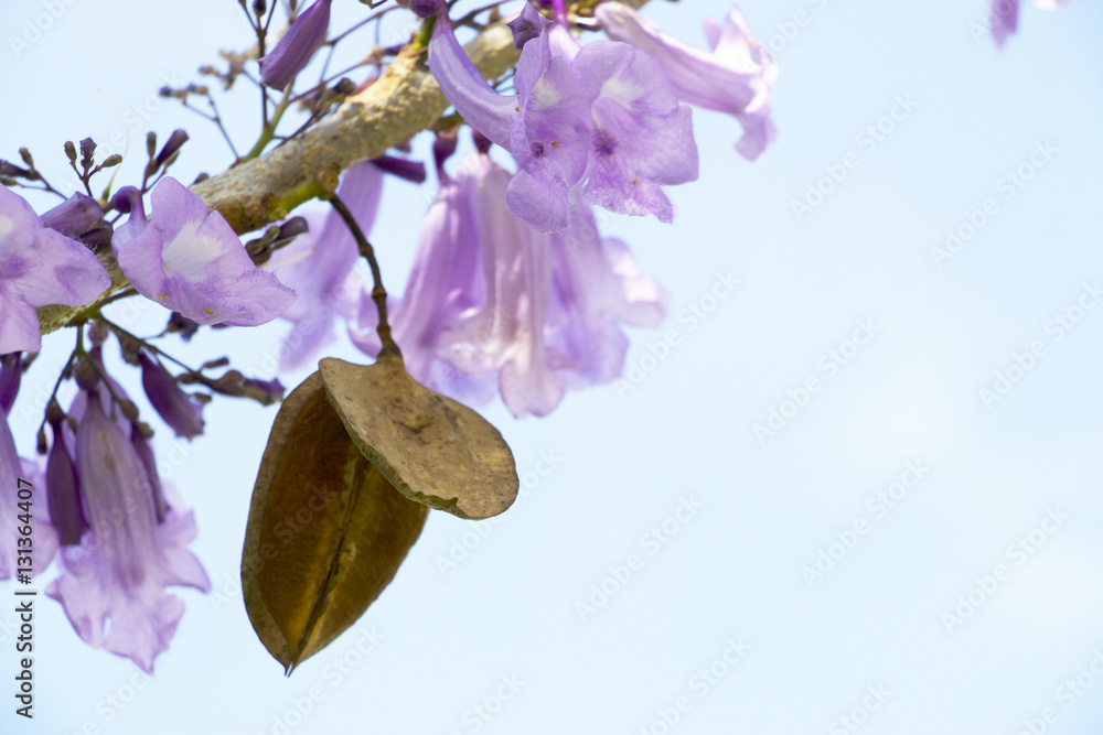 Jacaranda is a genus of 49 species of flowering plants in the family ...