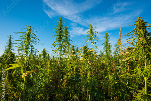 Marijuana plants at outdoor cannabis farm field - Buy this stock photo ...