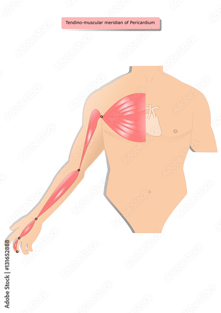 tendino muscular meridian of Pericardium Stock Vector | Adobe Stock