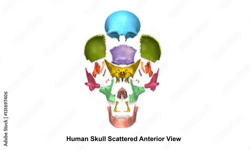 Human Skull_Anterior view Stock Illustration | Adobe Stock Human Skull_Anterior view Stock Illustration | Adobe Stock