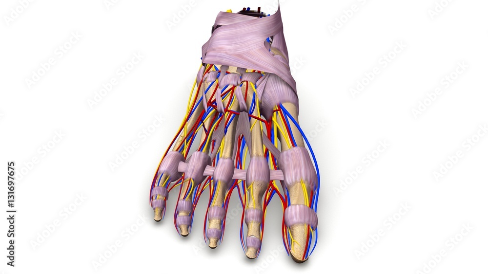 Foot bones with Ligaments, blood vessels and nerves anterior view Stock ...