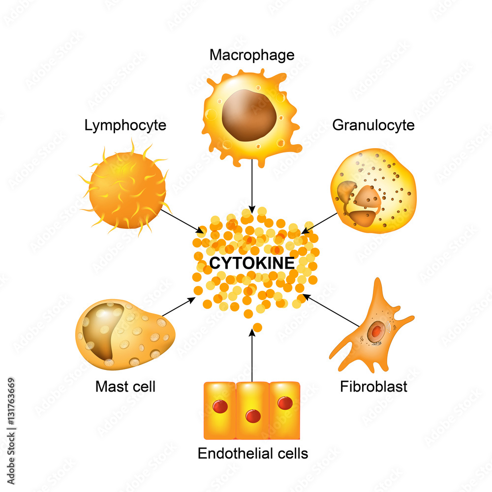 cells that produce cytokines Stock Vector | Adobe Stock