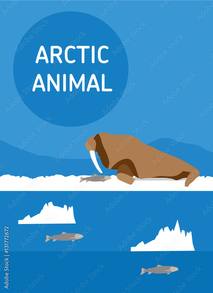 Vetor Walrus lying on the snow. Vector drawing of a series of Arctic ...