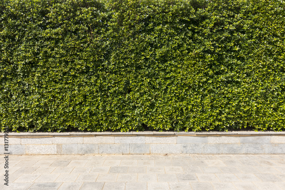 Green plant wall texture with marble tiles floor Stock Photo | Adobe Stock