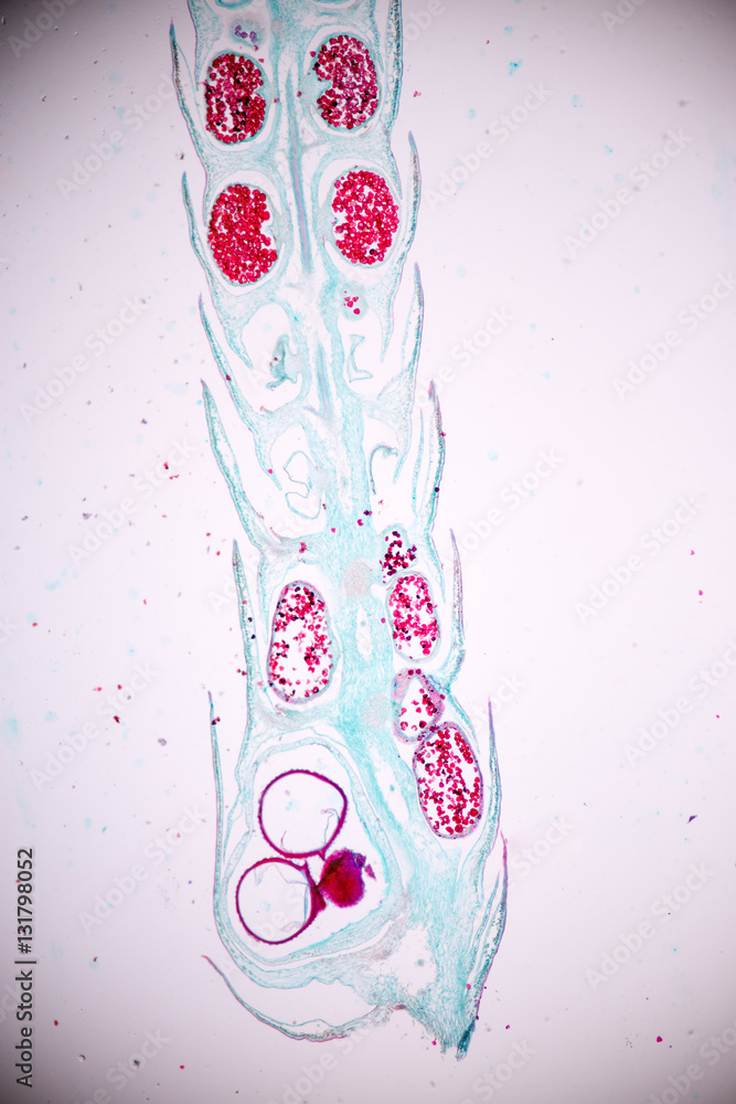 Strobilus of Selaginella under microscope view. Stock Photo | Adobe Stock