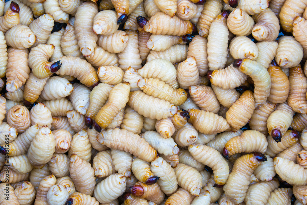 Palm weevil larvae are a source of protein and iron edible insects ...