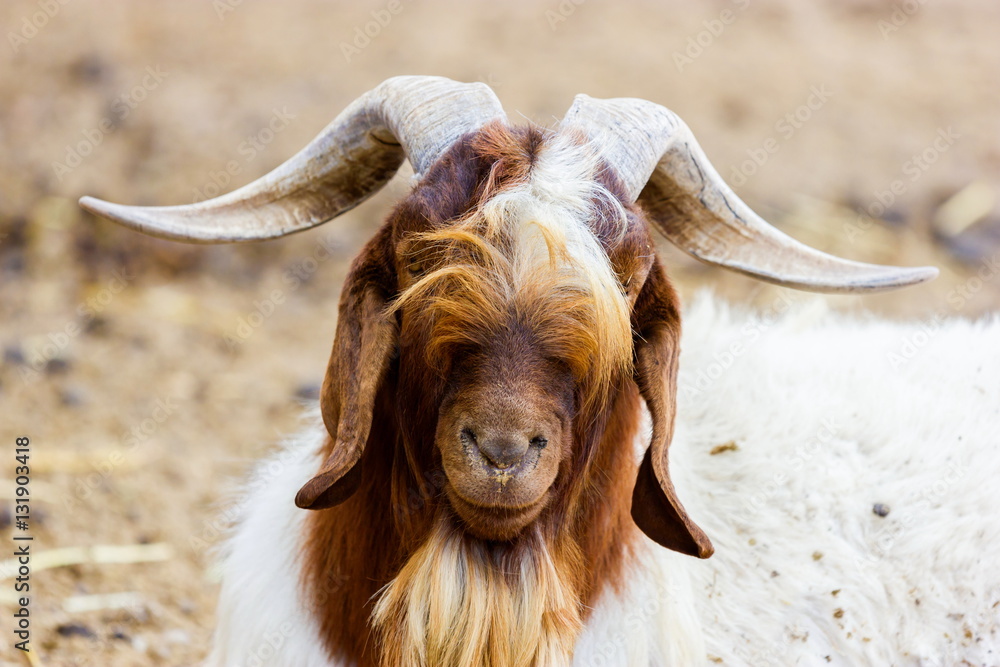 Very hairy curved horn goat. This animal looks cute but is very ...