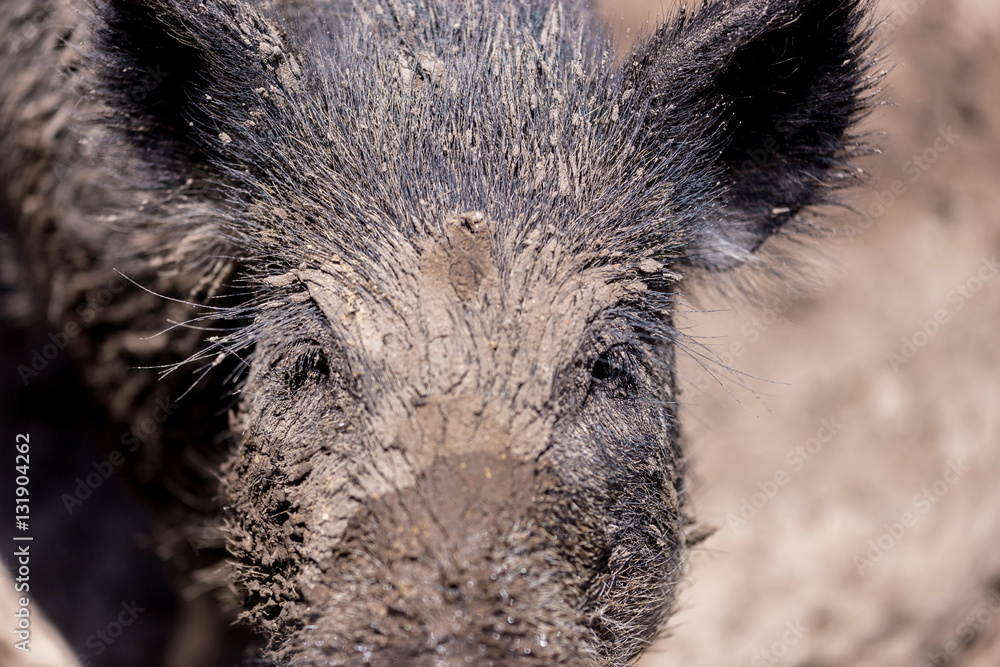 They're hairy, stinky, and downright adorable! Meet the Javelina ...