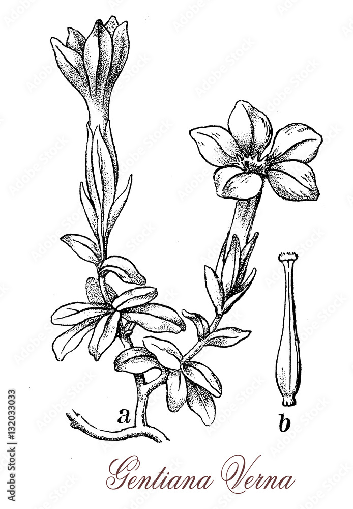 Gentiana verna or spring gentian is an alpine flowering plant with ...