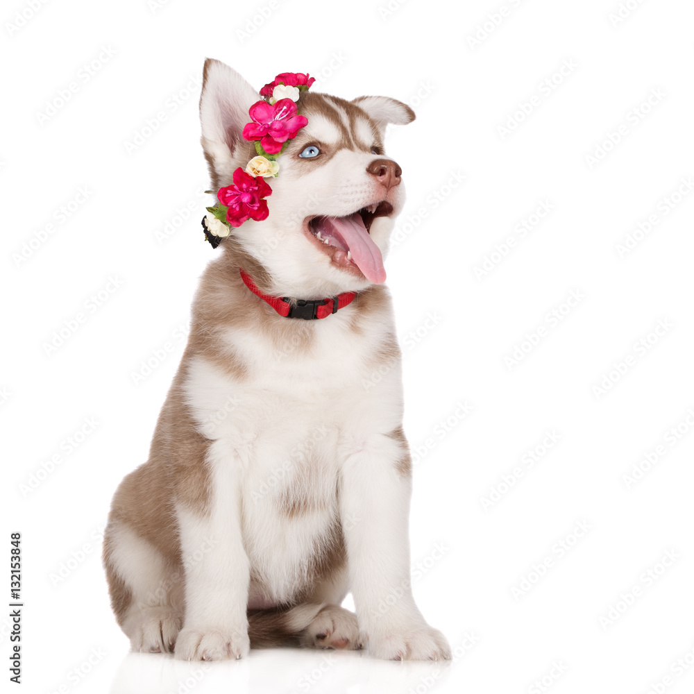 adorable siberian husky puppy in a flower crown on white background ...