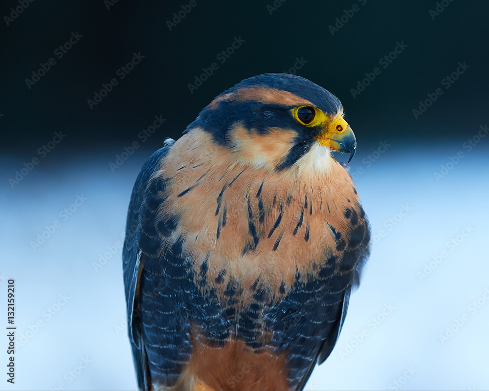 Female Aplomado Falcon (Falco femoralis) Stock Photo | Adobe Stock