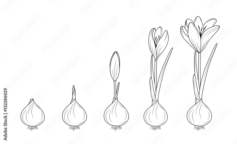 Crocus germination from corm bulb to sprouts to flower. Life cycle ...