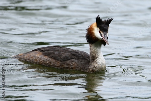 Great Crested Greeb Stock Photo | Adobe Stock