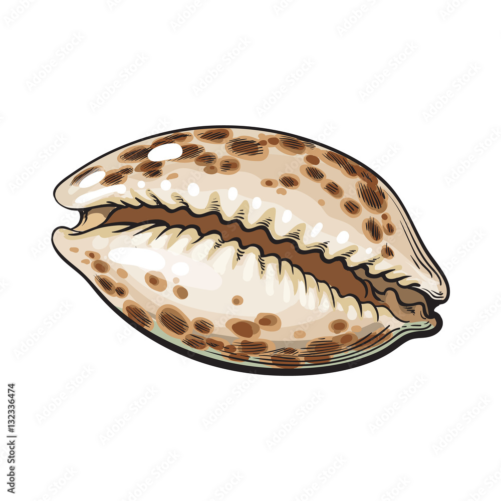 Colorful cowrie or cowry sea shell, sketch style vector illustration ...