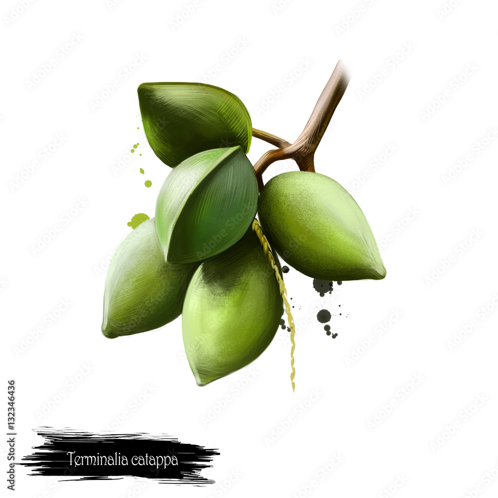 Terminalia catappa fruit isolated on white. Digital art watercolor ...